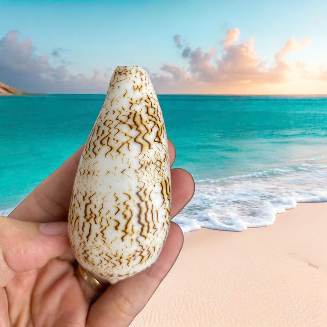 Rare Albinism Textile Conus Shell From Vietnam Country, White Conus Textile Shell, , Seashell ...