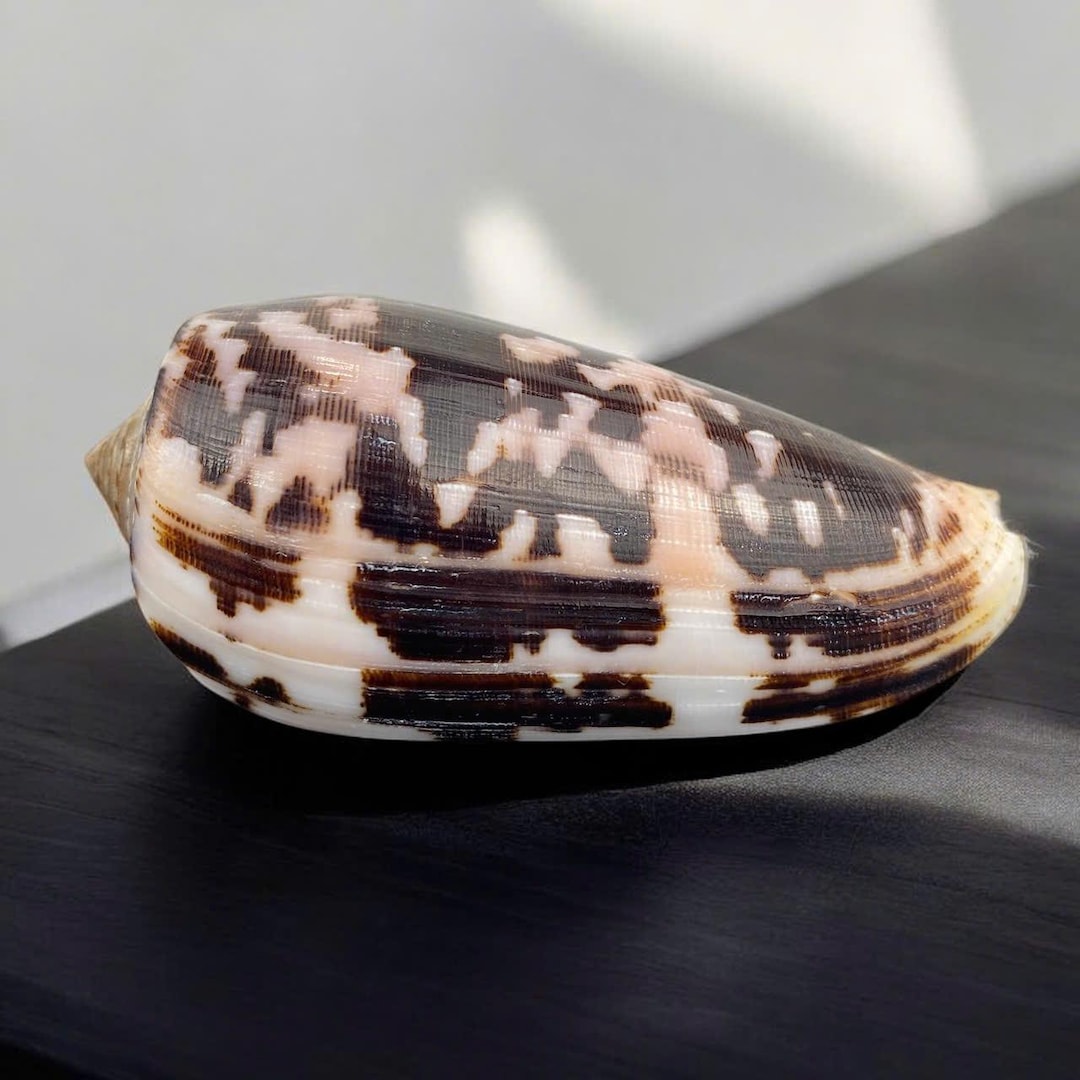 Large Conus Striatus Shell Collection, STRIATE CONE From Vietnam ...