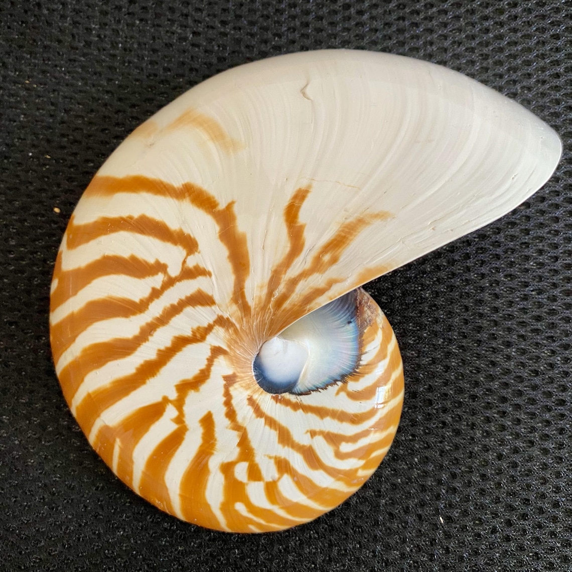 Nautilus Slices Shell Display, Nautilus Sliced Shell Collection ...