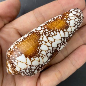 Rare Aureus Cone Shell 78mm, Unique Patterned Cone Shell, Conus Aureus ...