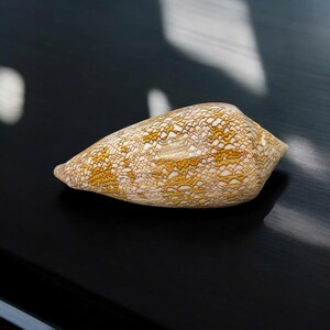 Rare Large Cone Shell Collection, Unique Seashell Collection, Large ...