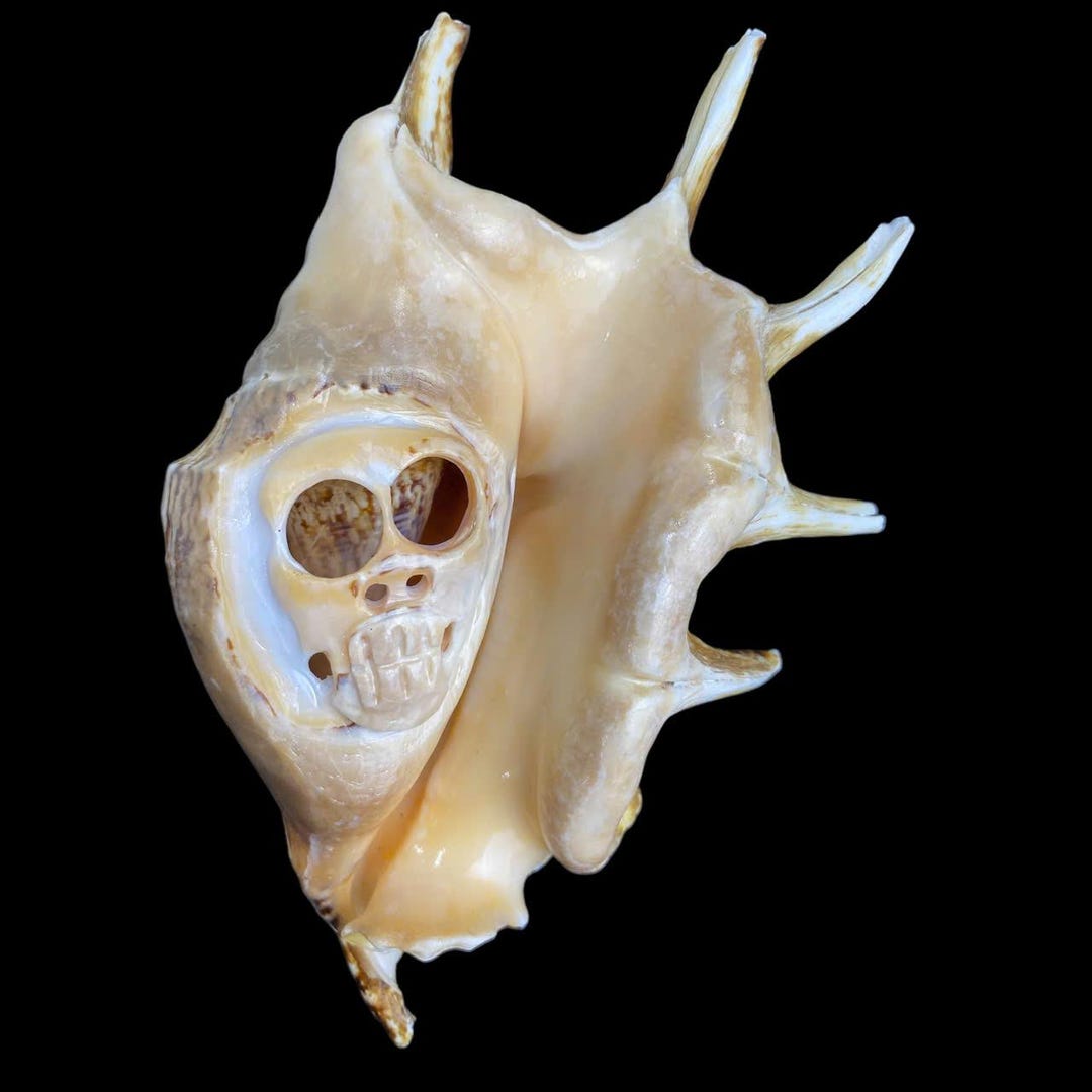 Seashell Skull Halloween Decor, Unique Spider Conch Shell Skull Decor ...