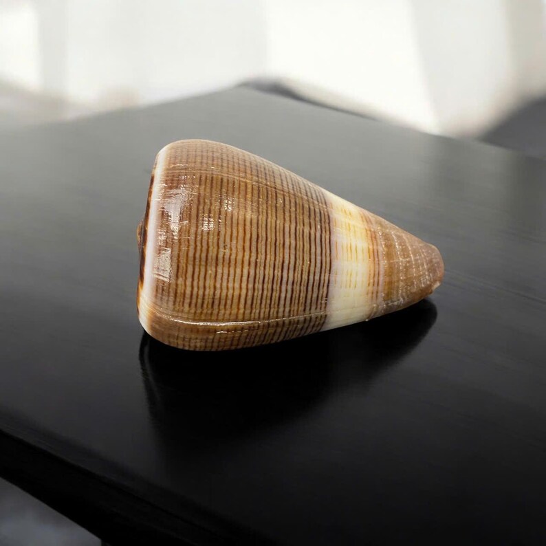 Rare Large Cone Shell Collection, Unique Seashell Collection, Large ...