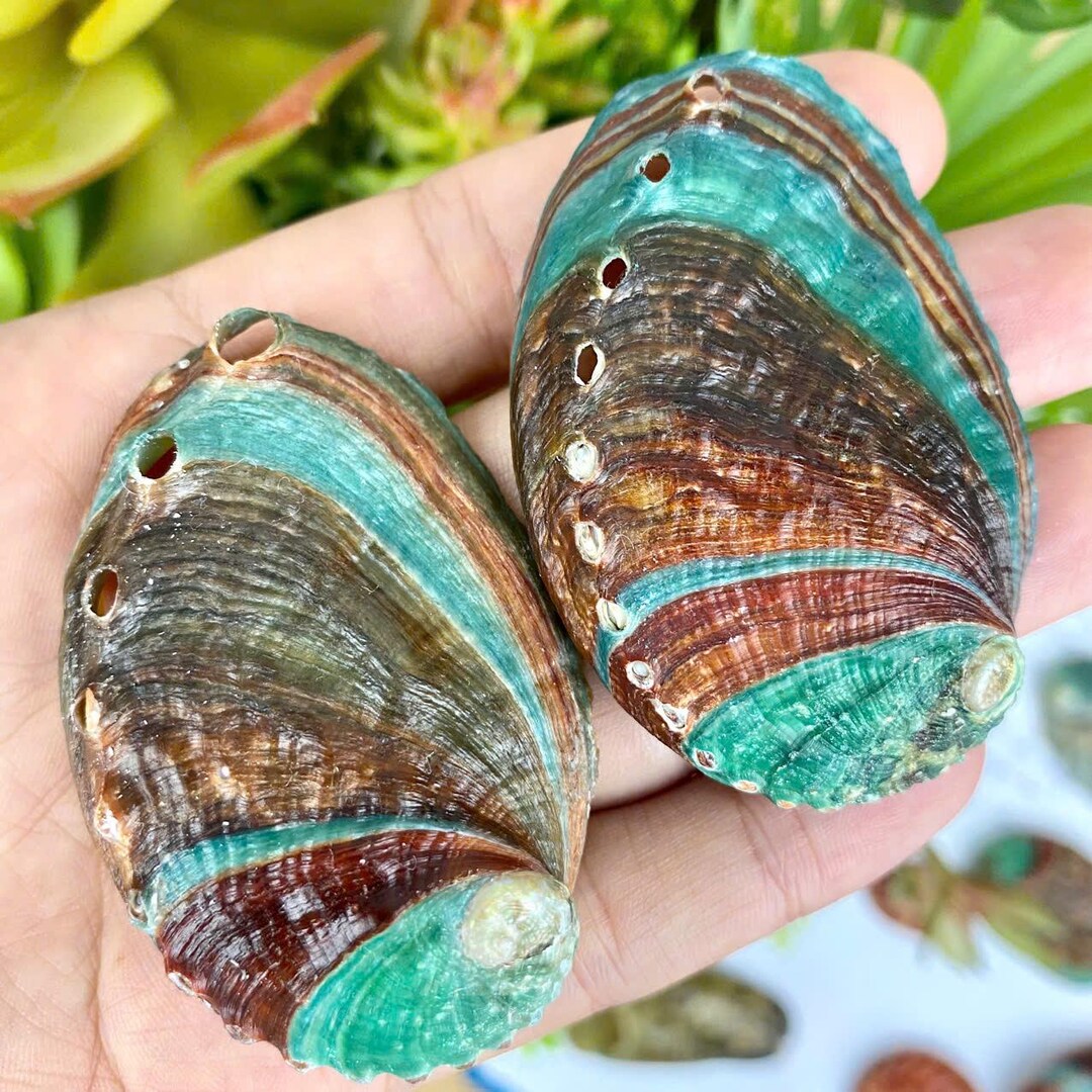 2 Rainbow Abalone Shells 60mm, Wedding Abalone Place Cards, Coastal ...