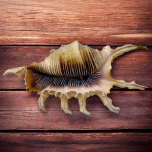 Rare Large Natural Sea Shells Beach Wedding Decoration, Beautiful Shell ...