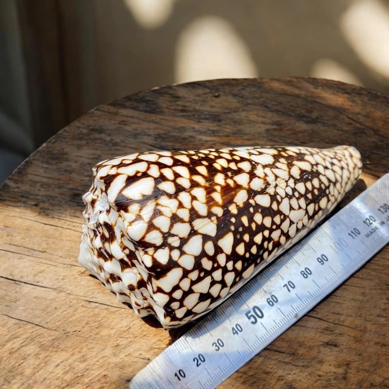 Rare Marble Cone Shell Specimen: Unique Seashell Collection (135mm ...