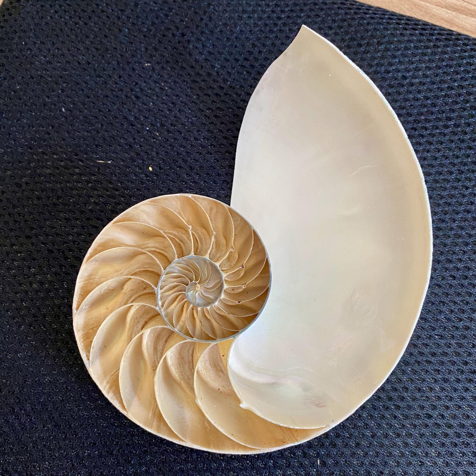Nautilus Slices Shell Display, Nautilus Sliced Shell Collection ...