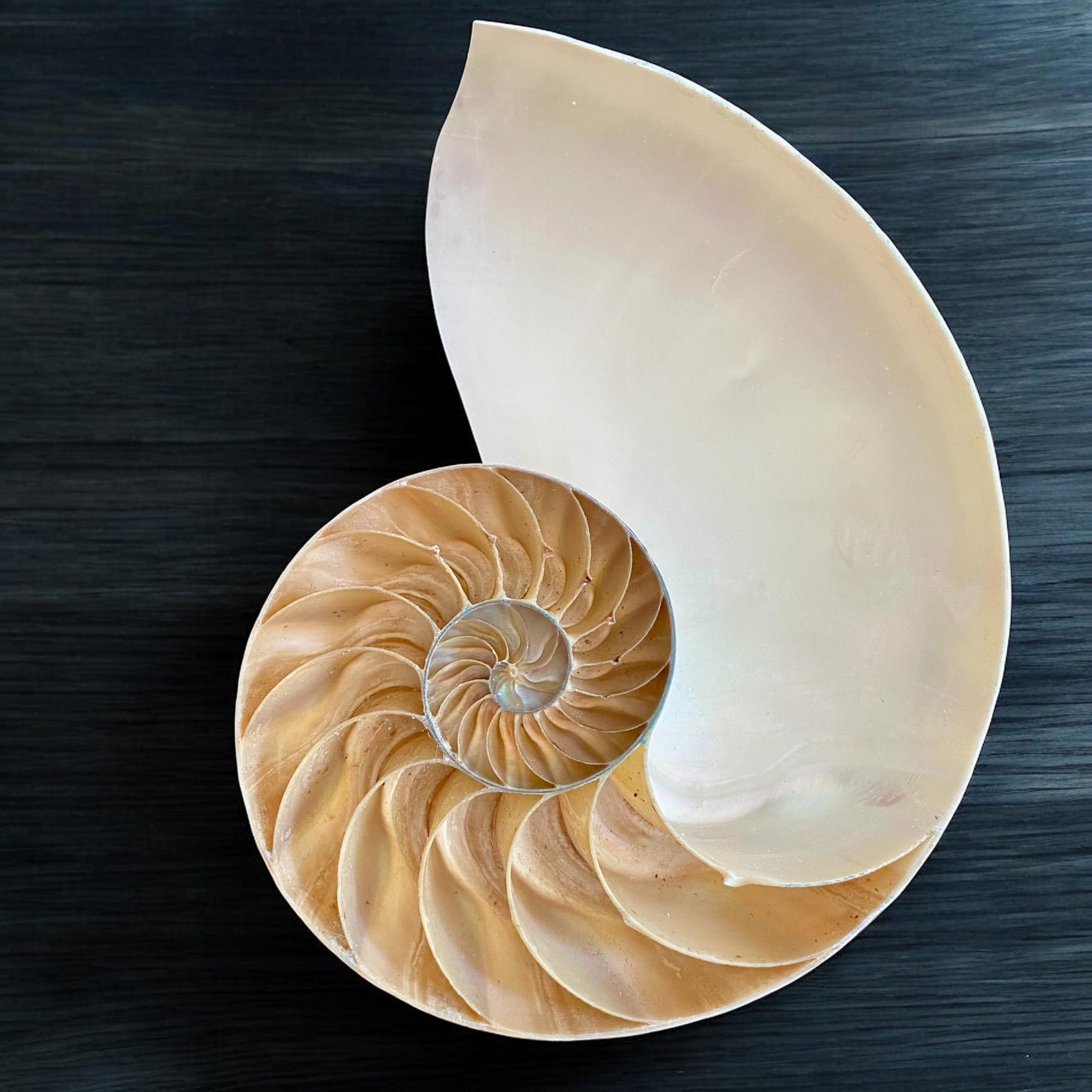 Nautilus Slices Shell Display, Nautilus Sliced Shell Collection ...