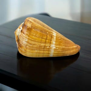 Rare Large Cone Shell Collection, Unique Seashell Collection, Large ...