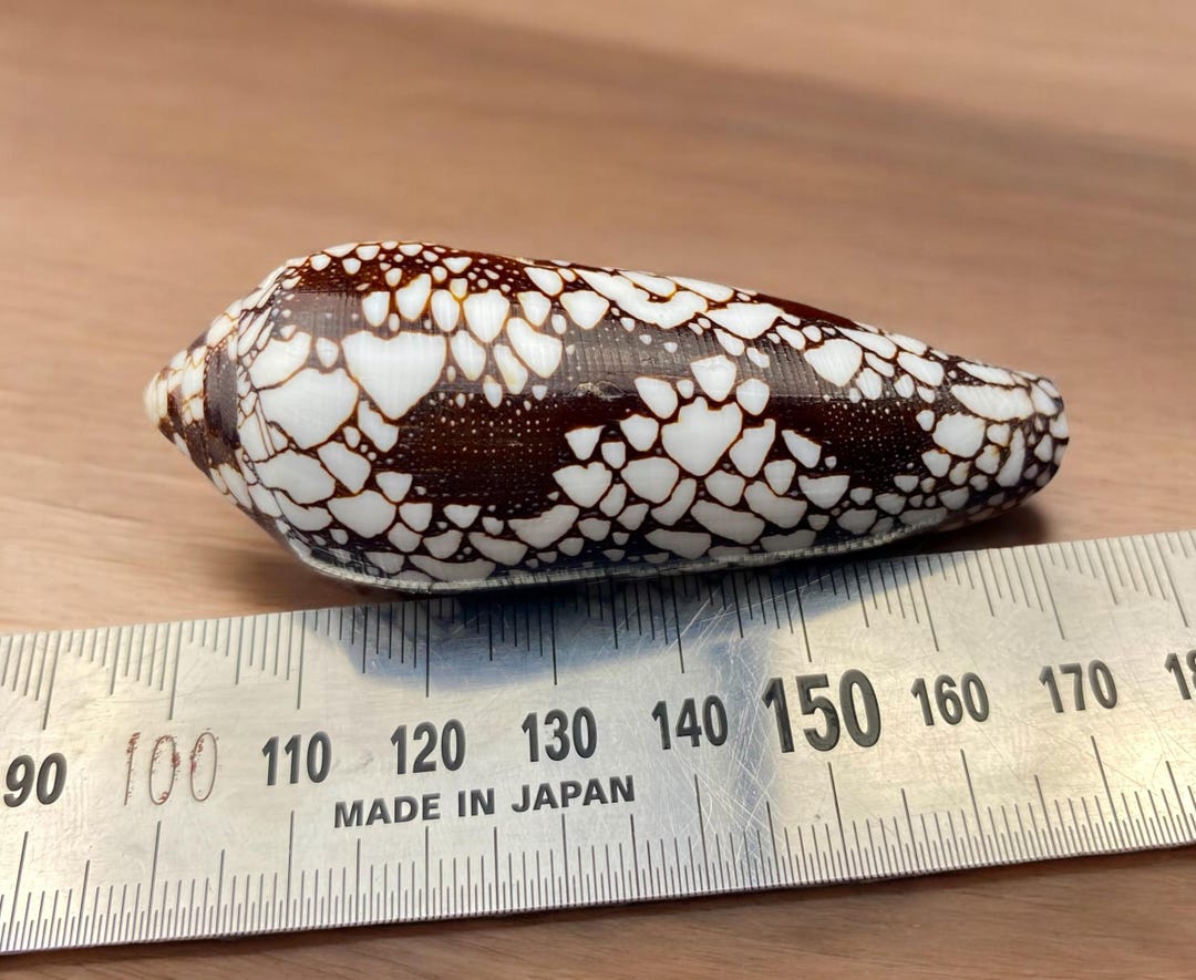 Rare Aureus Cone Shell (72mm), Unique Patterned Cone Shell, Conus ...