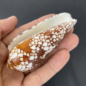 Rare Aureus Cone Shell (3 Inch): Patterned Seashell Collection - Etsy