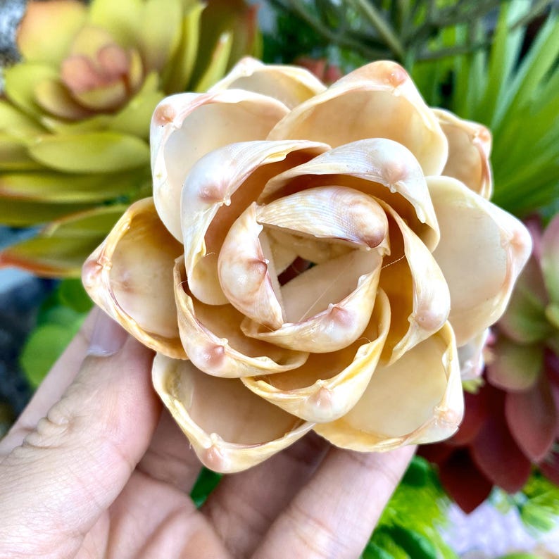 Handmade Seashell Flower Decor, Natural Coastal Wedding Ornament - Etsy