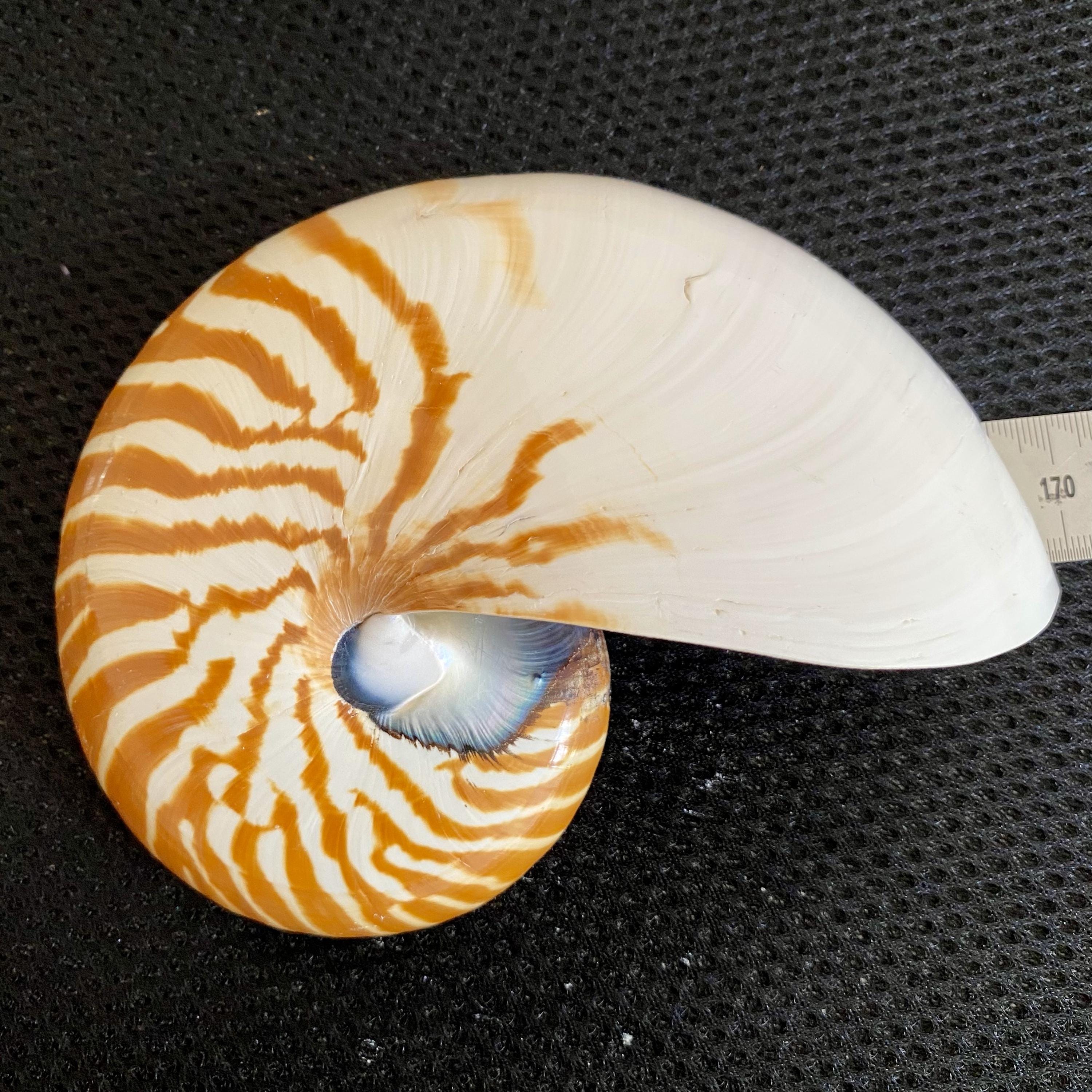 Nautilus Slices Shell Display, Nautilus Sliced Shell Collection ...