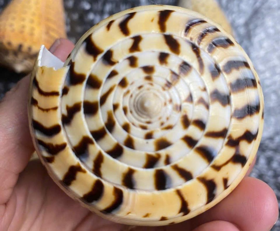 Tiger Shell, Conus Betulinu Shell, Conus Vitulinus Seashell, Yellow ...