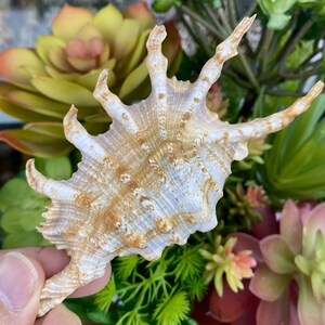 Rare Large Natural Sea Shells Beach Wedding Decoration, Beautiful Shell ...