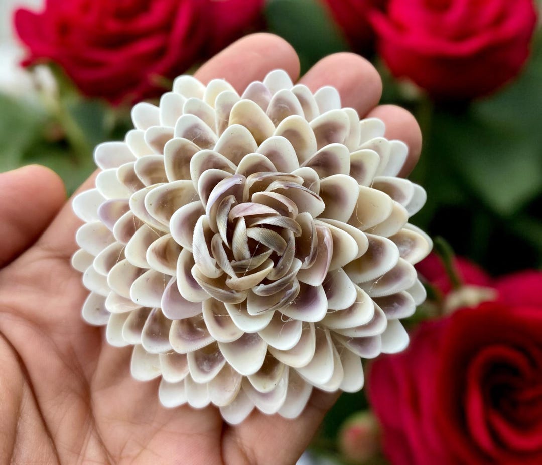 Handmade Seashell Flower: Nautical Beach Wedding Decor (60-80mm) - Etsy