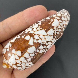 Rare Aureus Cone Shell (3 Inch): Patterned Seashell Collection - Etsy