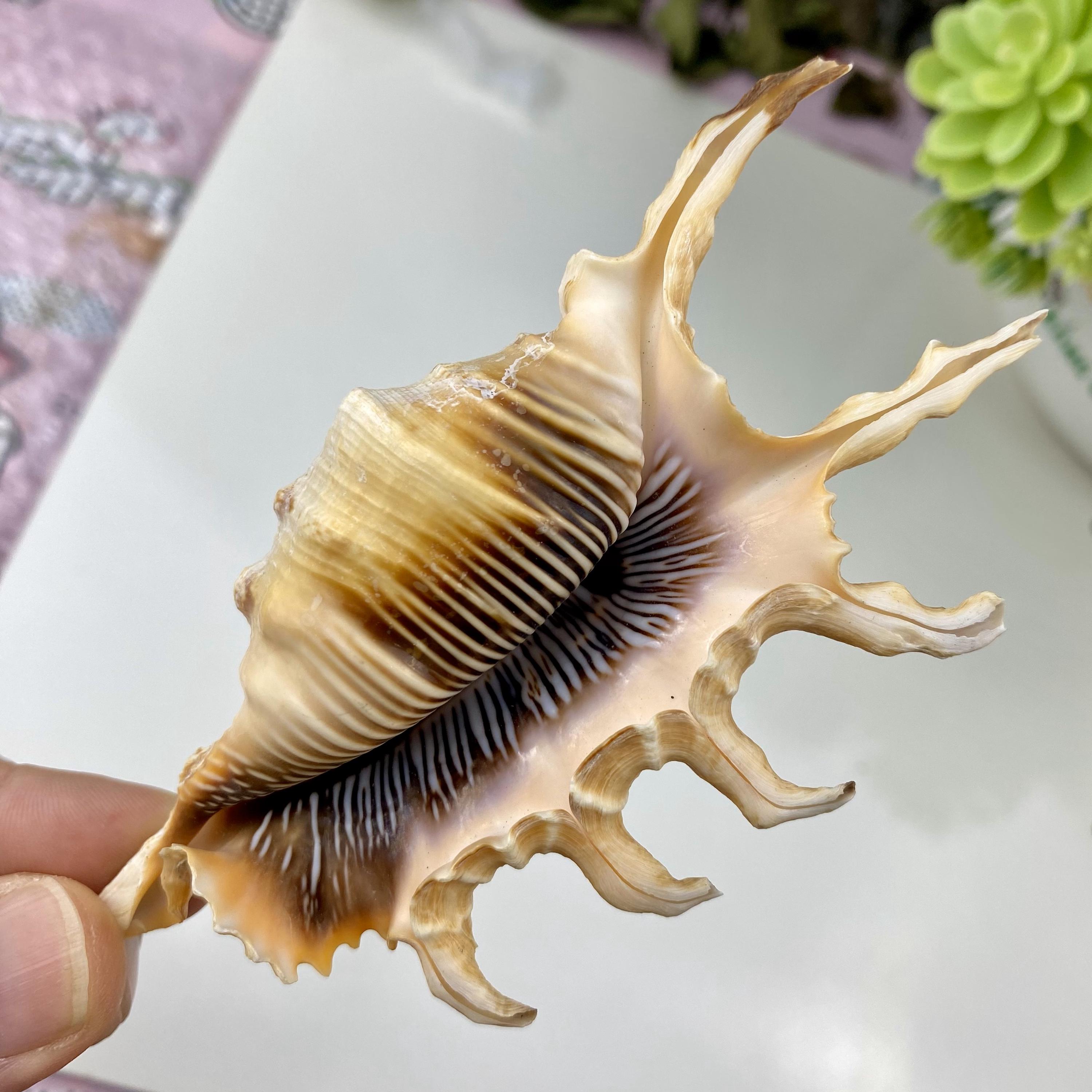 Rare Large Natural Sea Shells Beach Wedding Decoration, Beautiful Shell ...