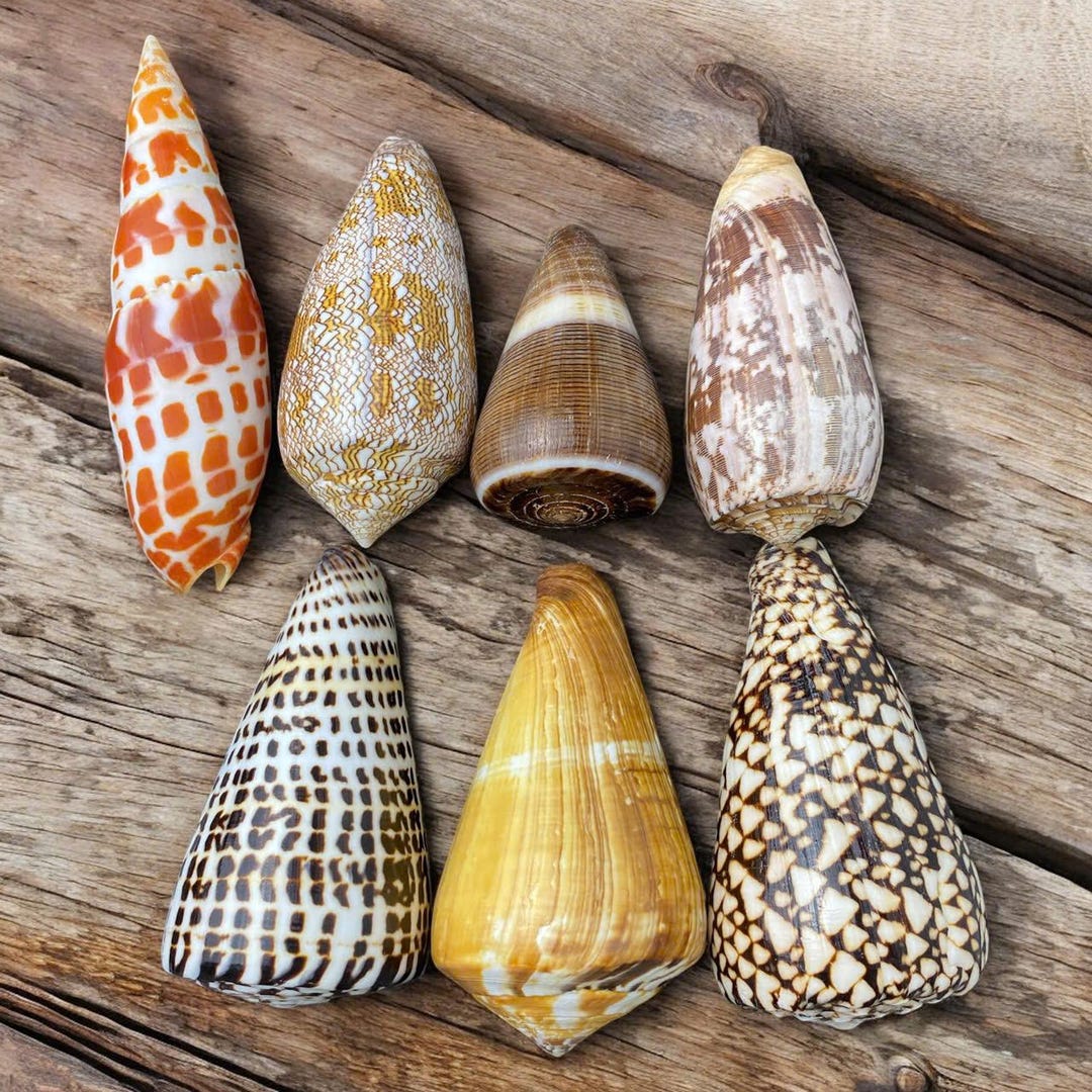 Rare Large Cone Shell Collection, Unique Seashell Collection, Large ...