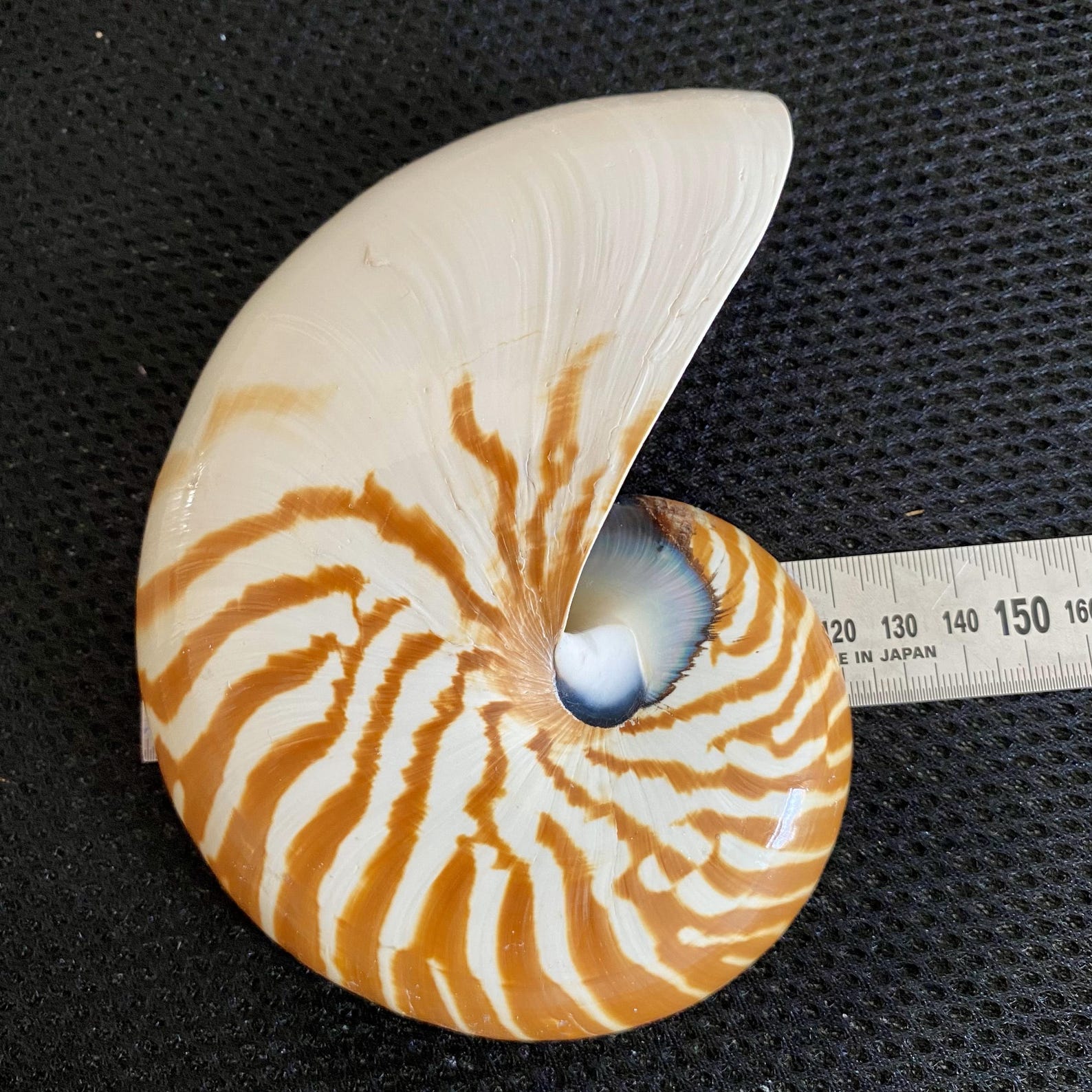 Nautilus Slices Shell Display, Nautilus Sliced Shell Collection ...