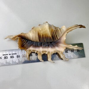 Rare Large Natural Sea Shells Beach Wedding Decoration, Beautiful Shell ...