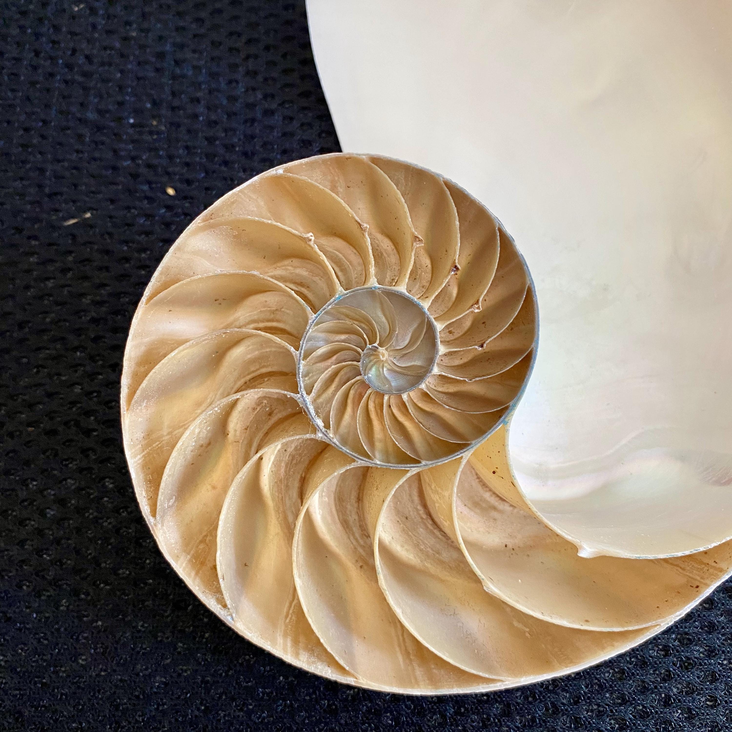 Nautilus Slices Shell Display, Nautilus Sliced Shell Collection ...