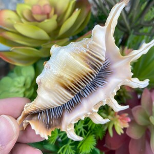 Rare Large Natural Sea Shells Beach Wedding Decoration, Beautiful Shell ...