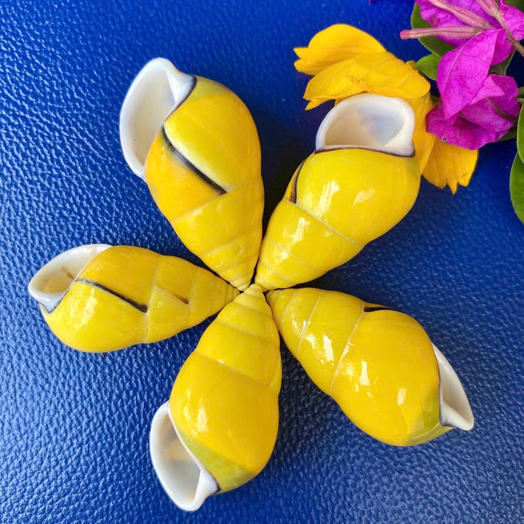 Set 5 Yellow With Green Stripe Snail Shells (4-5cm), Yellow Shell Beach ...