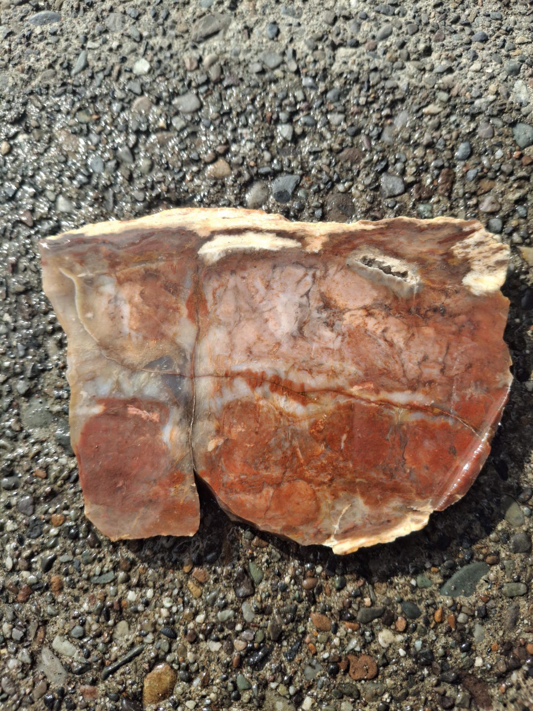 Sedona Stromatolite Slab – Agatized Fossil Gemstone - Etsy