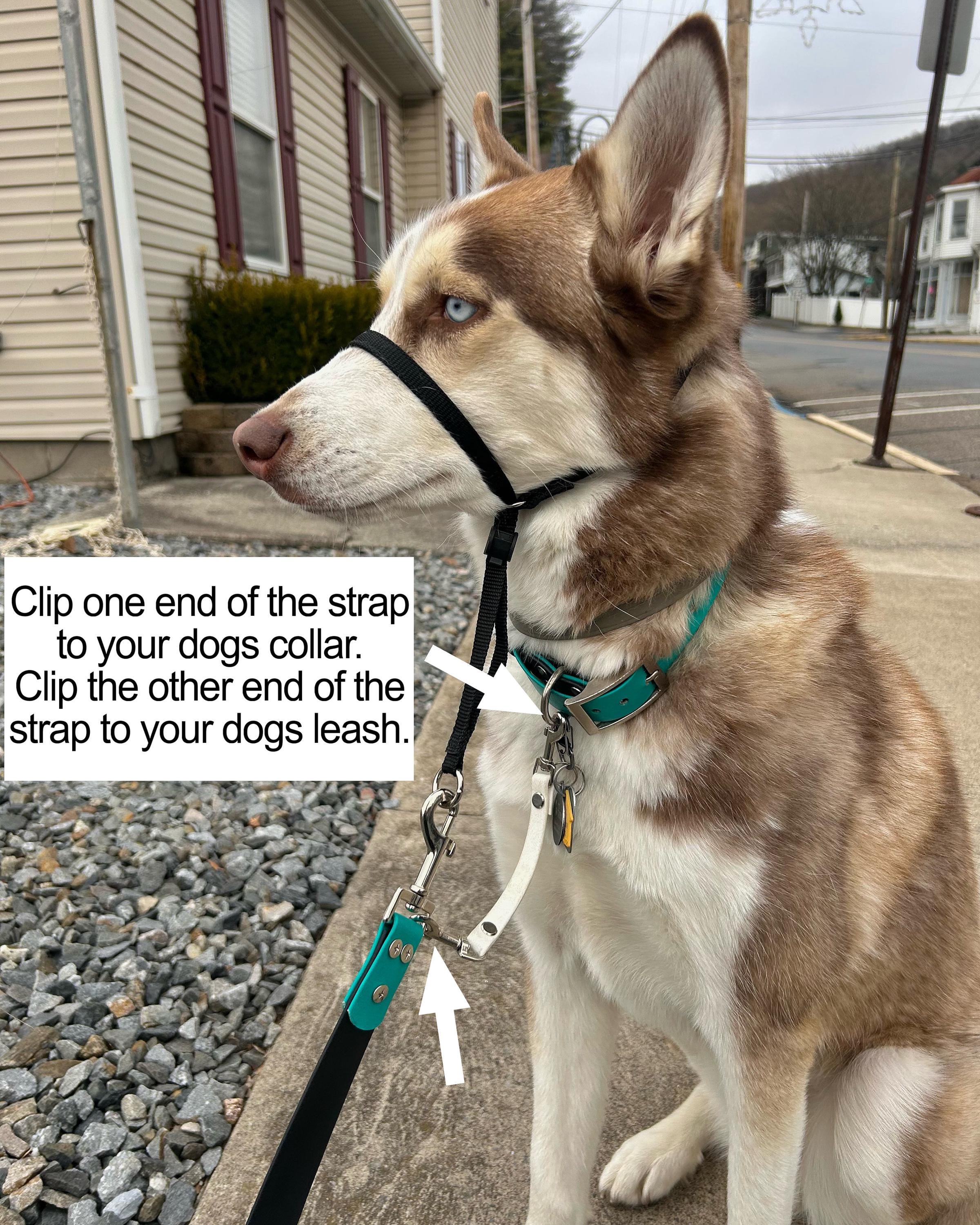 Biothane Safety Strap - Etsy