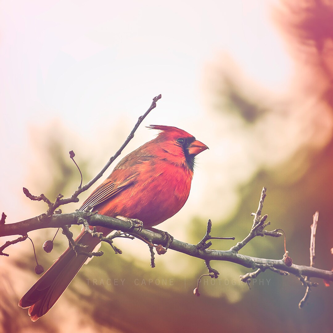 Photograph of Red Cardinal Bird Photography Cardinal - Etsy