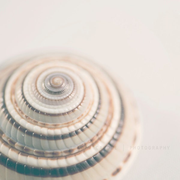 Seashell Photography - Etsy
