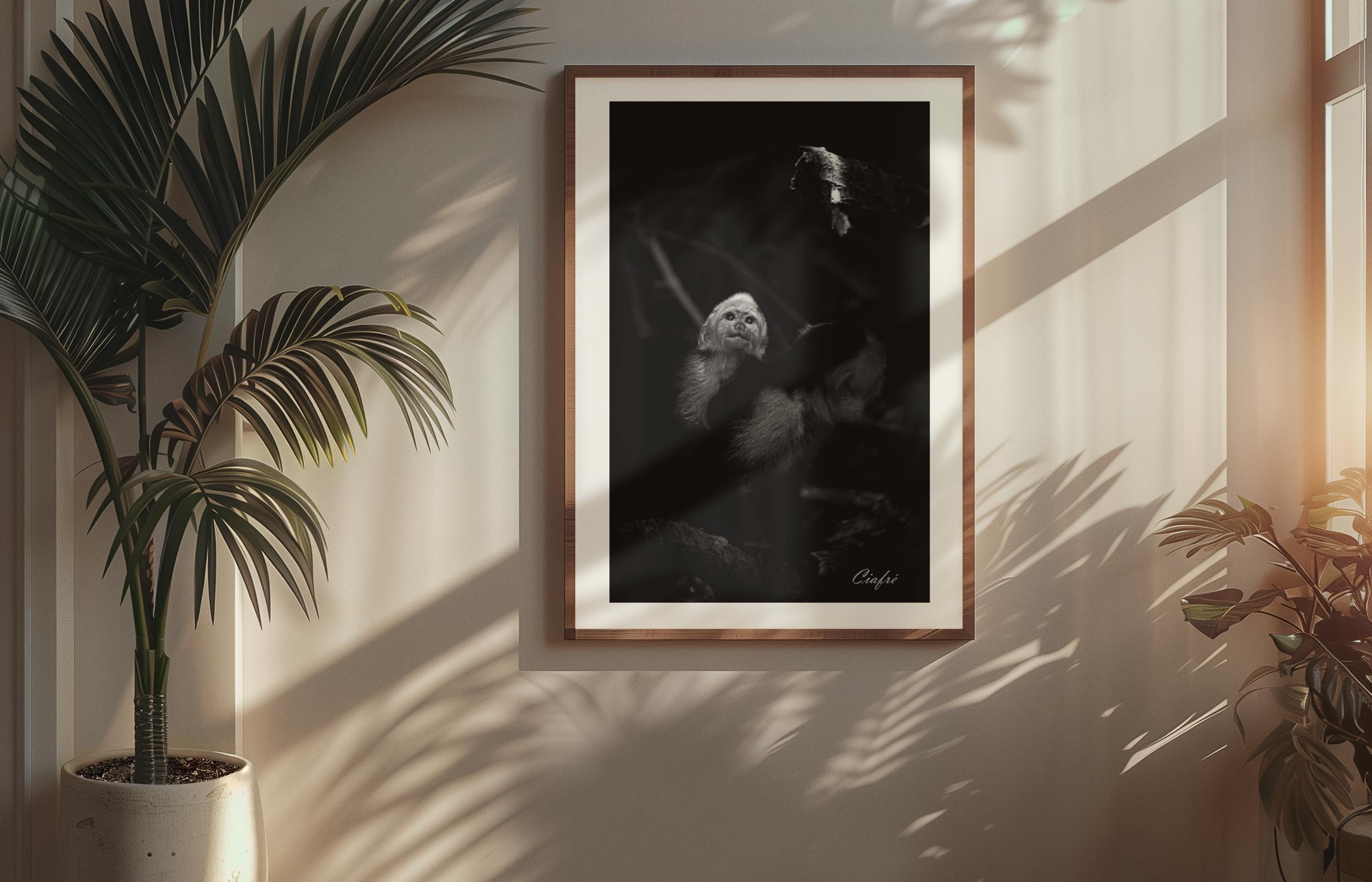 Mother's Watch – Capuchin Monkeys in Manuel Antonio - Etsy