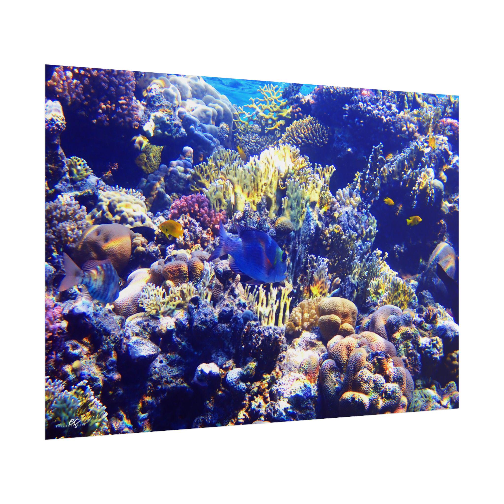 Vibrant Coral Reef Rolled Poster Ocean Decor, Beach House Art ...
