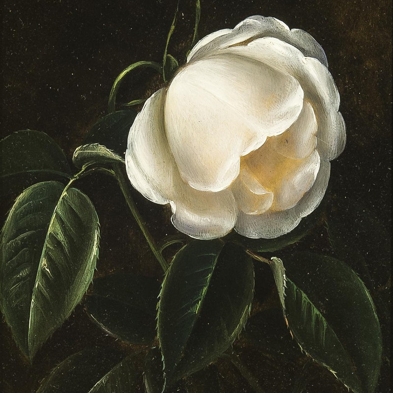 Creamy Jasmine Perfume - Etsy