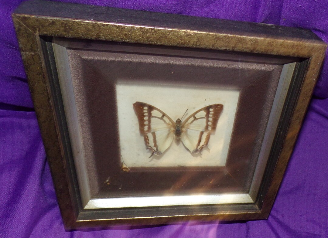 Vintage Framed Real Butterfly Under Glass Taxidermy Wall Decor - Etsy