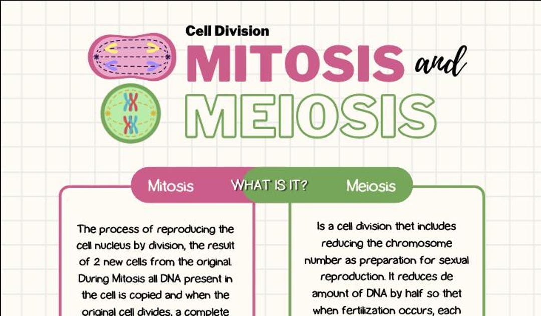 Cell Division Mitosis and Meiosis Infographic Template - Etsy