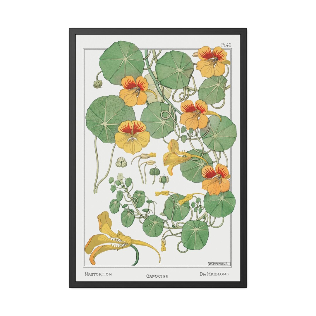 Capucine (nasturtium) Poster - Maurice Pillard Verneuil - 1896 ...