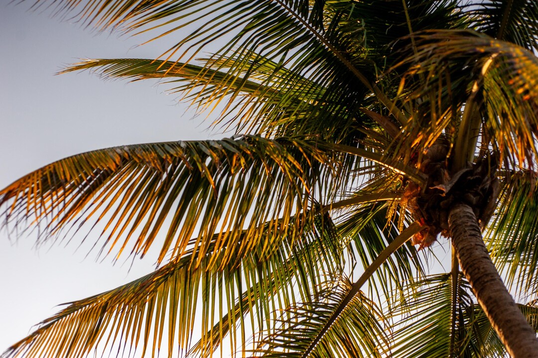 Printable Palm Tree Photograph, Instant Download, Wall Art - Etsy