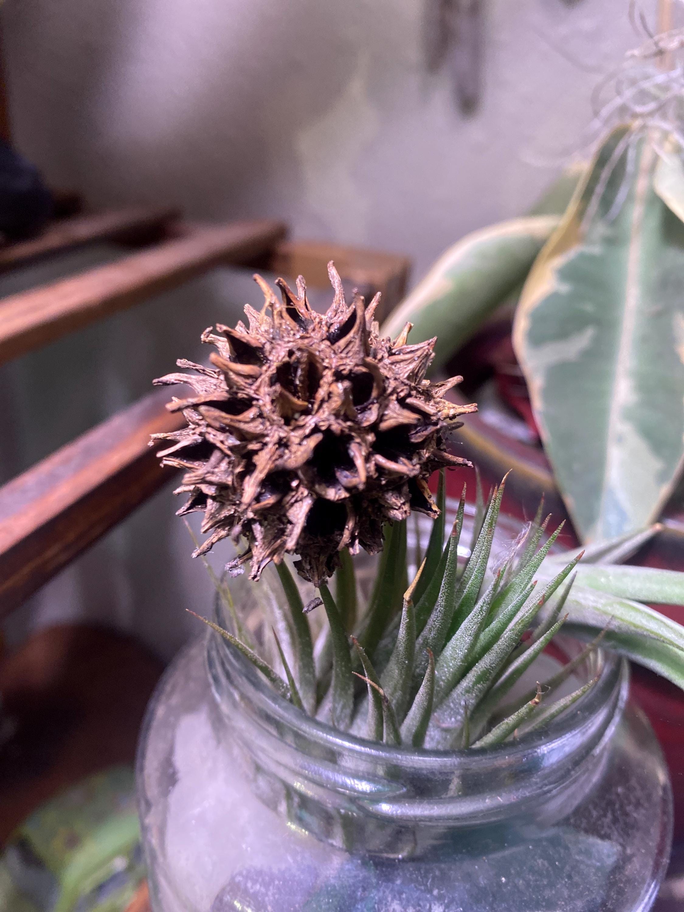 Sweet Gum Tree Seed Pods (we Call Em’ Gum Balls in the South) - Etsy