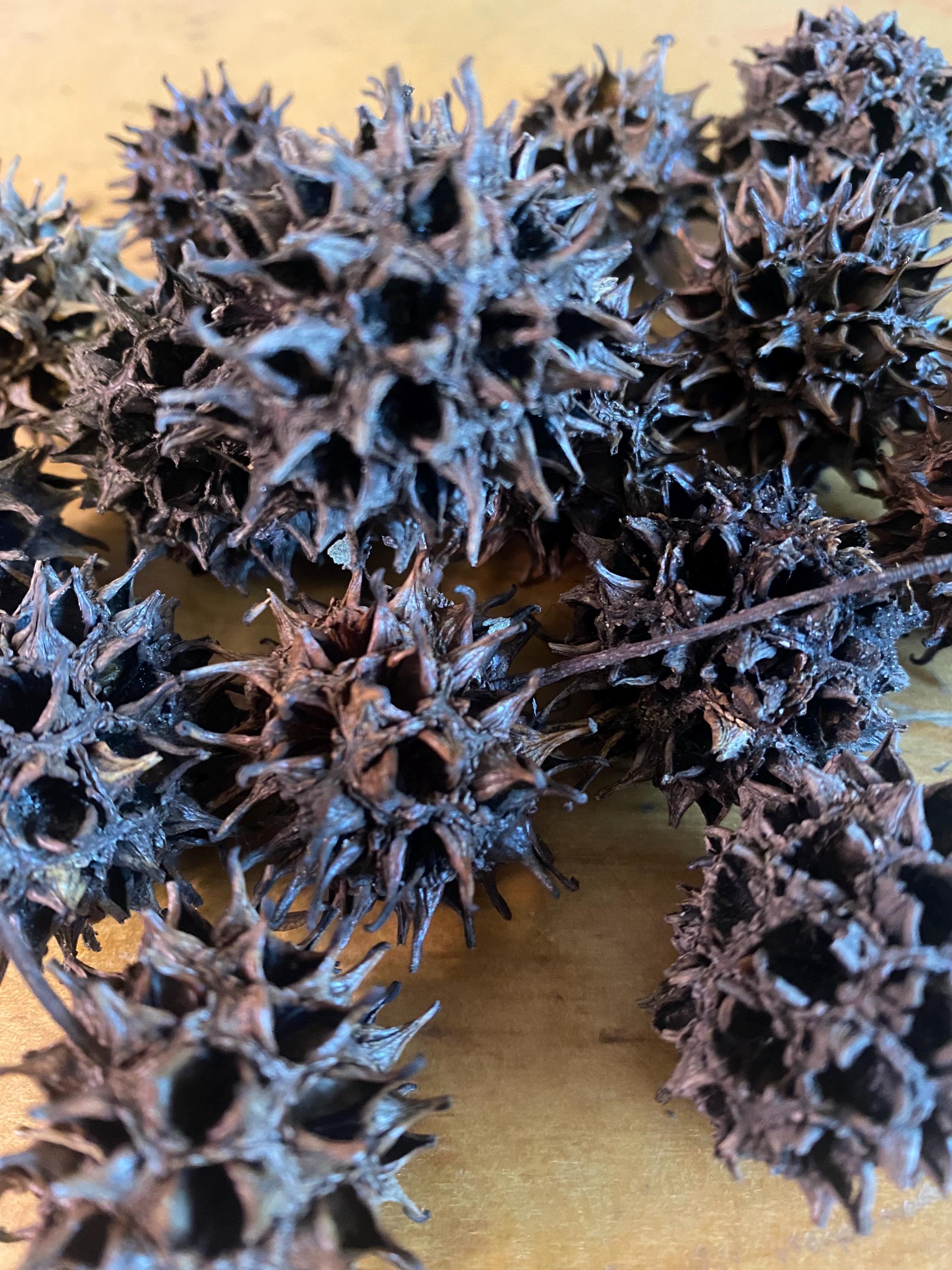Sweet Gum Tree Seed Pods (we Call Em’ Gum Balls in the South) - Etsy