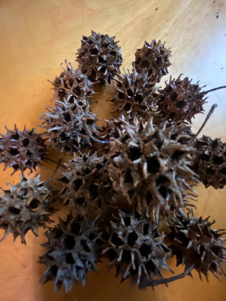 Sweet Gum Tree Seed Pods (we Call Em’ Gum Balls in the South) - Etsy