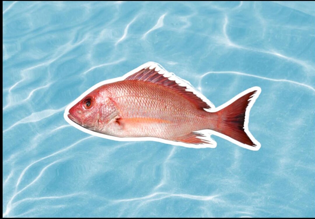Realistic Red Snapper Fish Vinyl Decals, Cute Fish Wall Decor, Fishing ...