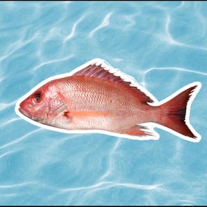 Red Snapper Fishing Decal Sticker - Kiss-cut Vinyl for Home, Office ...