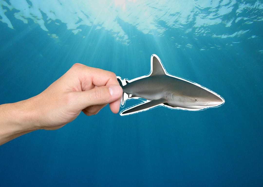 Cool Reef Shark Decal Sticker, Waterproof Vinyl for Tumblers, Cars ...