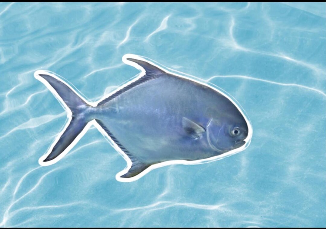 Permit Fish Vinyl Decal, Ocean-inspired Stickers, Cute Aquatic Decor ...