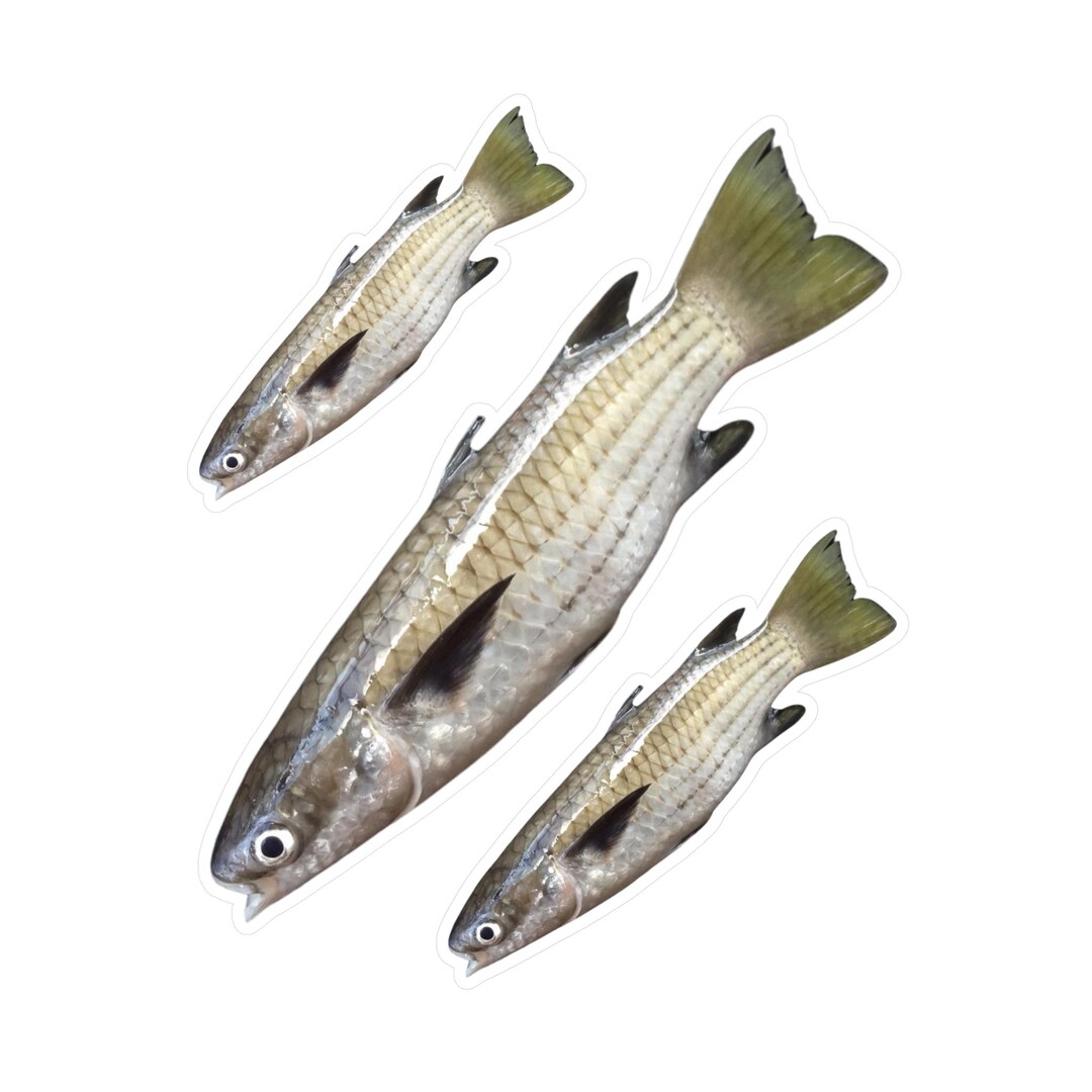 Mullet Fish Kiss-cut Vinyl Decals for Home Decor, Car Stickers, Craft ...