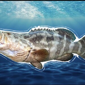 Goliath Grouper Decal Sticker - Vinyl Kiss-cut for Laptops, Water ...