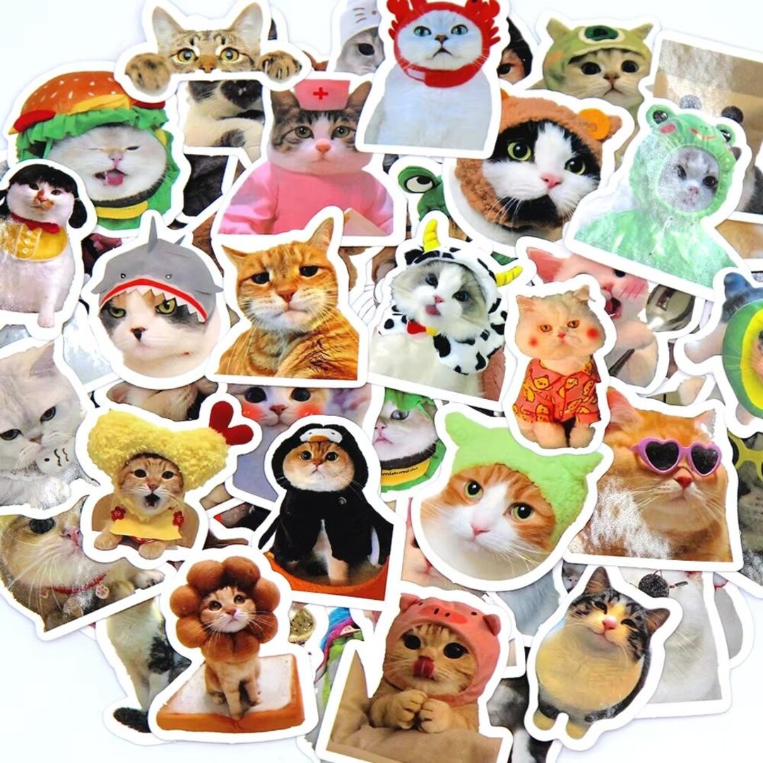 Funny Cat Meme Stickers Mystery Pack (5pcs): Waterproof Vinyl Decals - Etsy