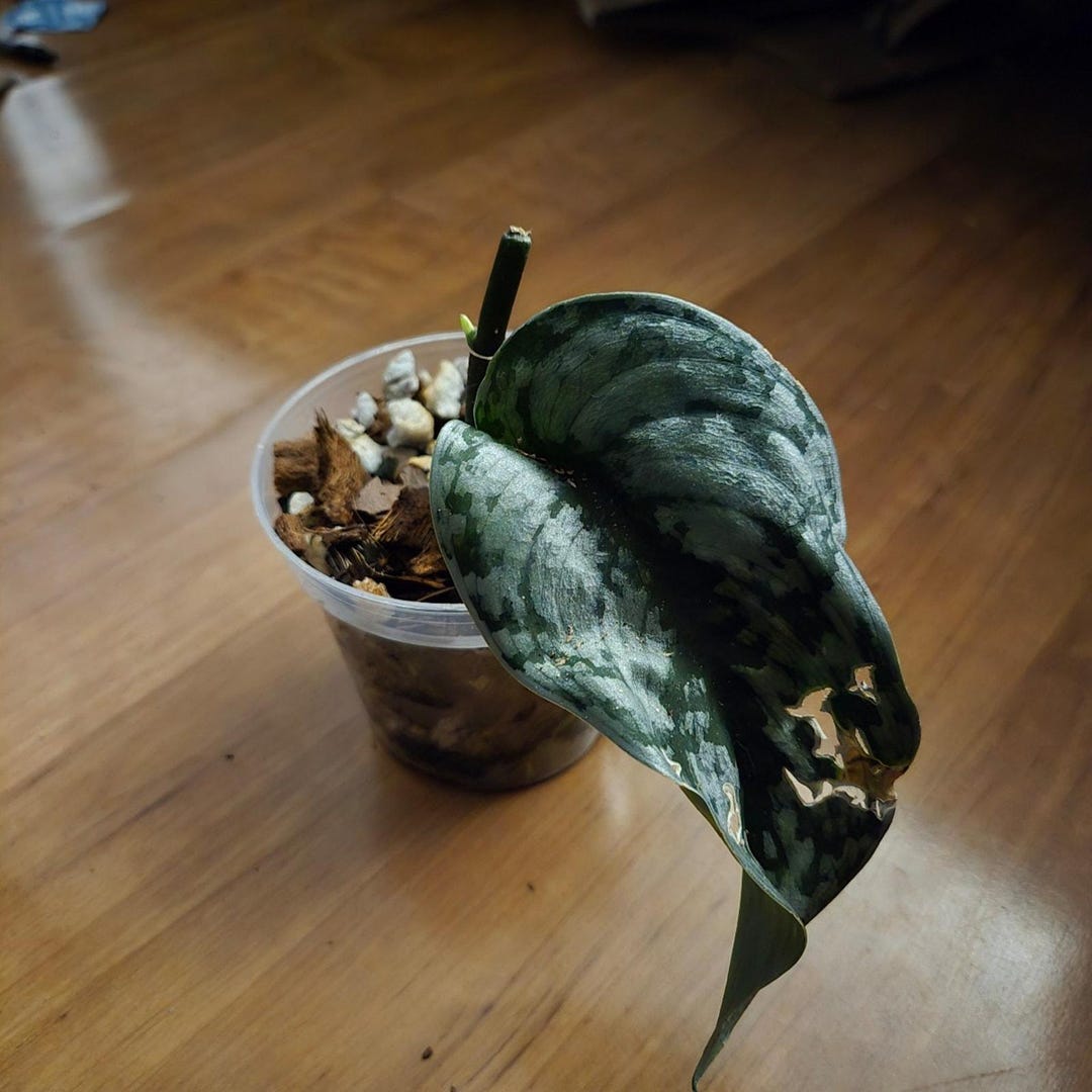 Scindapsus Pictus Exotica, Rareplant, Climbing Plant, House Plant. - Etsy